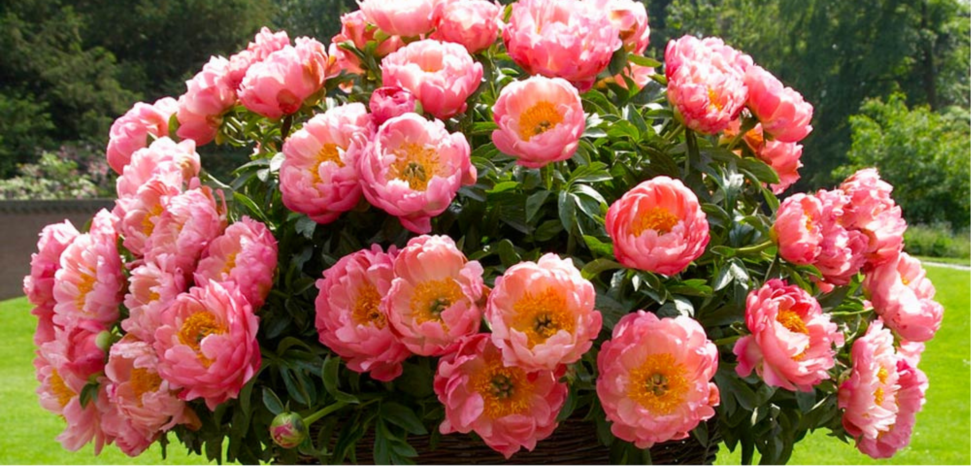 peonies description